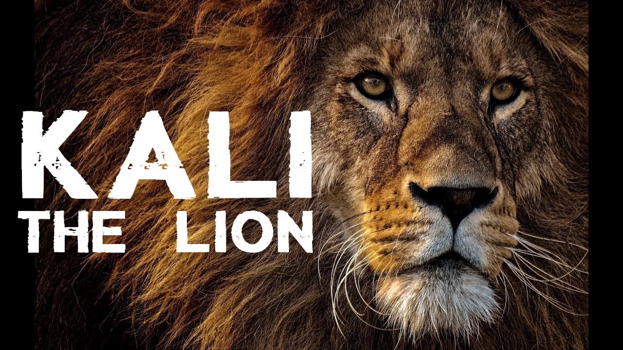 Nature Documentary - Kali the Lion (1991) - YouTube