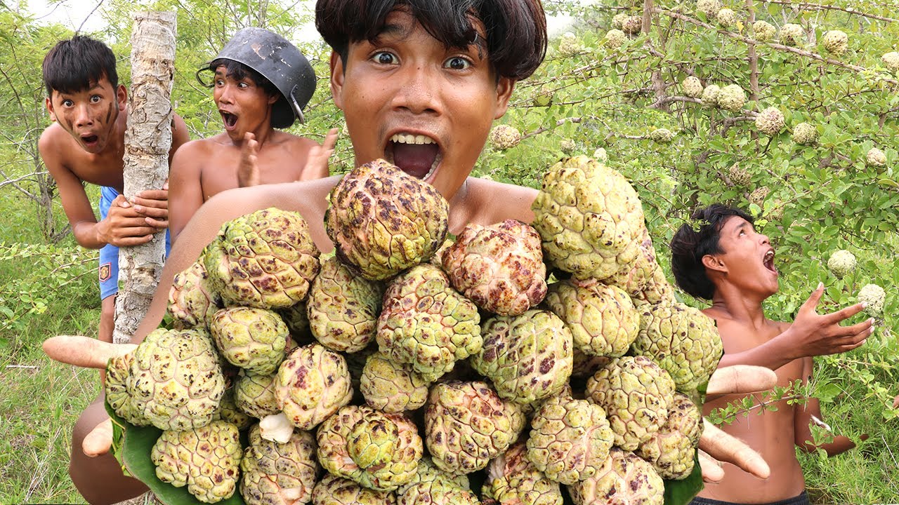 Rainforest Sweet Delights: Primitive Boy's Sweetsop Picking & Sugar ...