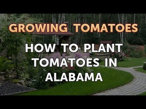 How to Plant Tomatoes in Alabama - YouTube
