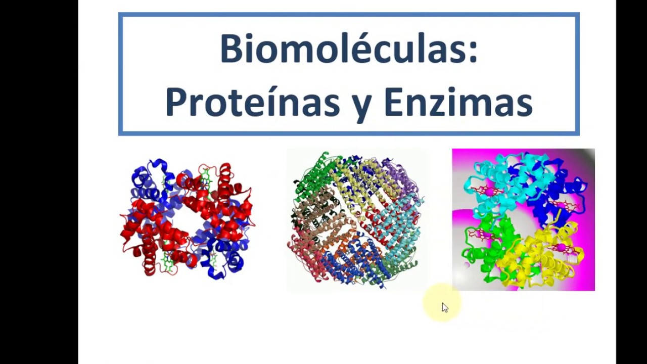 Proteínas y enzimas - YouTube