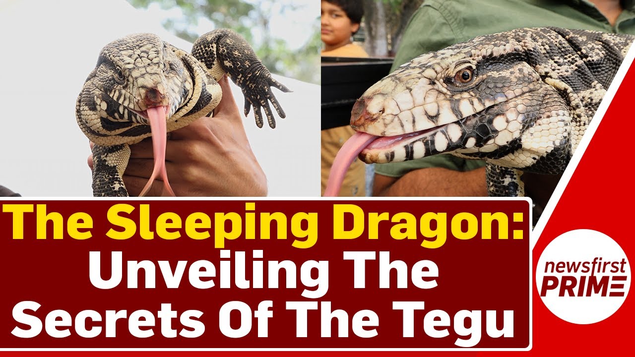 The Sleeping Dragon: Unveiling the Secrets of the Tegu | NewsFirst ...