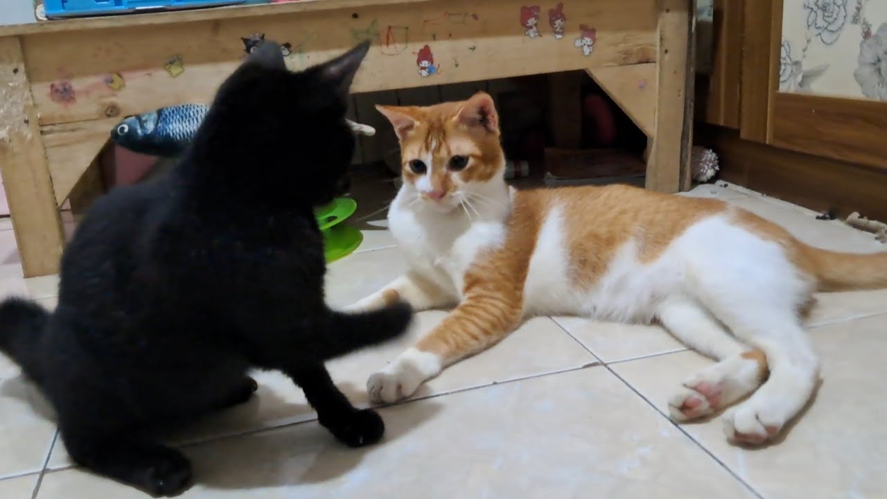 Funny kittens playing || they are adorable - YouTube