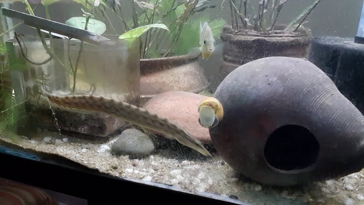 Desi Indian freshwater aquarium fish-a few - YouTube