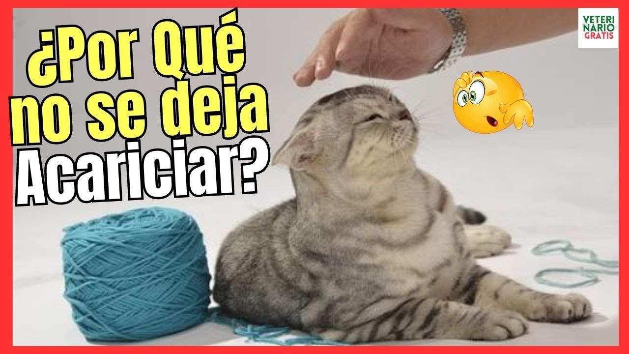 💘 ¿POR QUÉ MI GATO NO DE DEJA ACARICIAR?💘 - YouTube