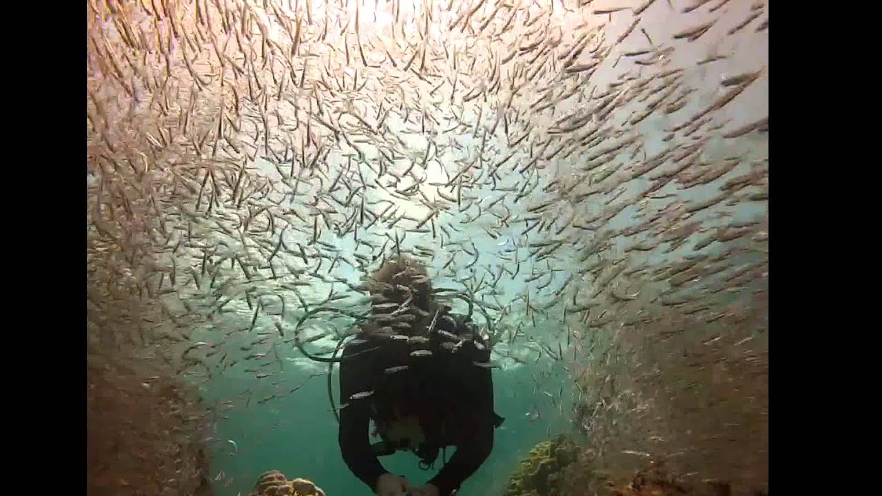 Hen & Chicken Reef, Florida Keys - YouTube