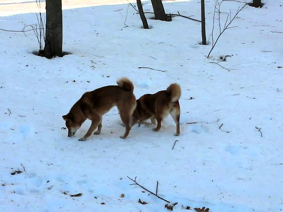 Two shiba inus hunting under the snow - YouTube