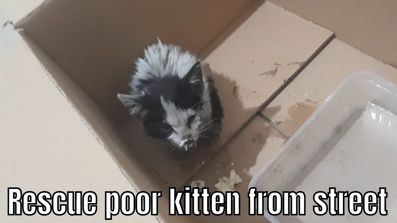 Rescue cold and hungry poor kitten from street - YouTube