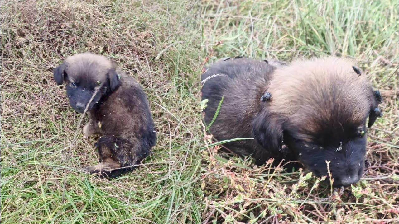 These poor puppies were dumped in the forrest, to take away most of ...