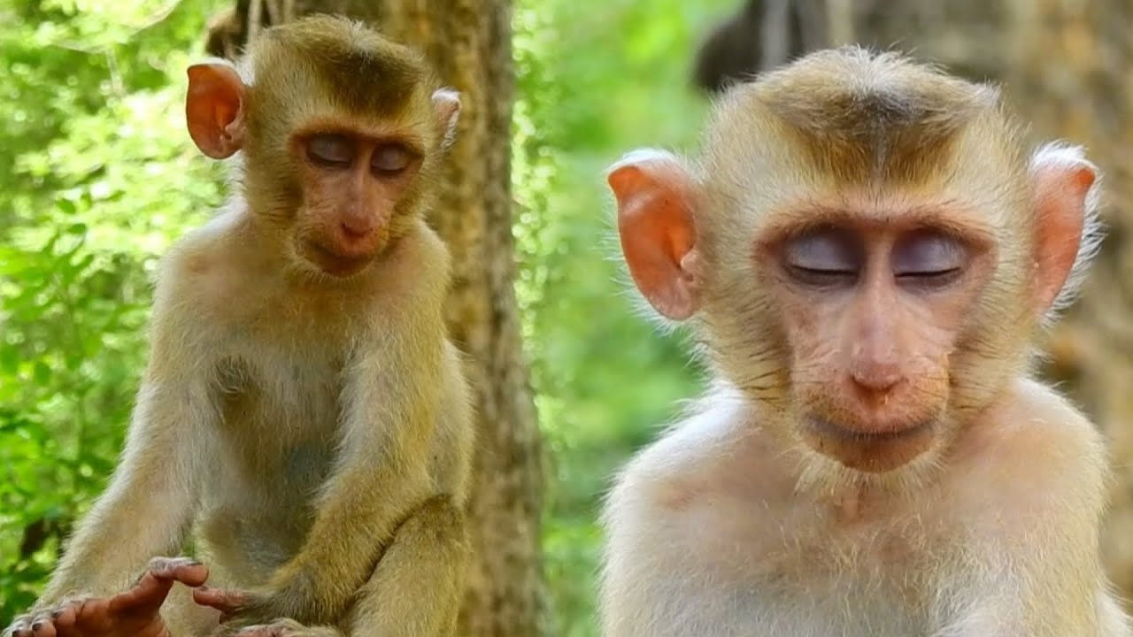 Monkey Niko waits for milk and jelly until he asleep - YouTube