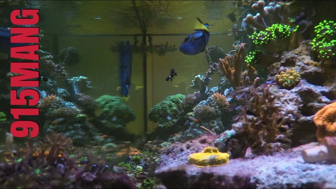 180G REEF FINAL UPDATE SALTWATER AQUARIUM | CORAL REEF TANK UPDATE ...