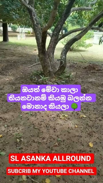 කලාතුරකින් හම්බවෙන පලතුරු වර්ග⭐⭐ - YouTube