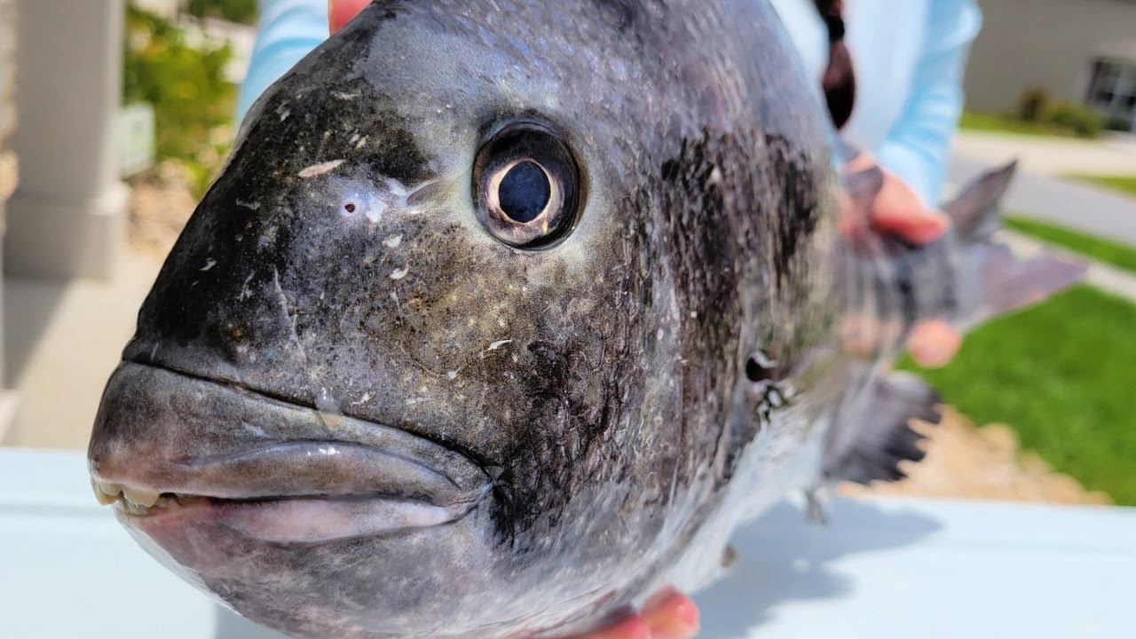 Can You Catch Big Sheepshead In The Summer? - YouTube