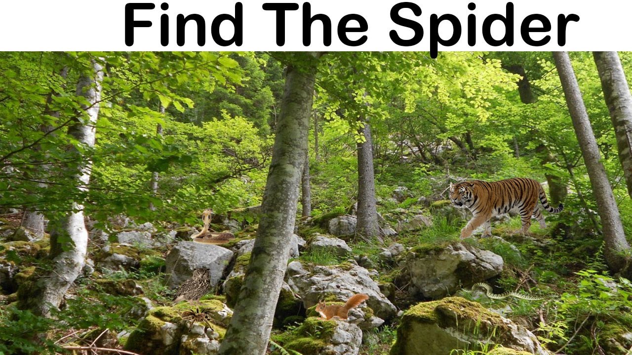 Find the hidden animal | Nobody can find All hidden animal | Brain game ...