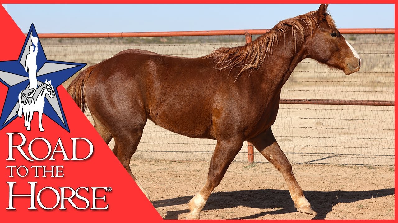 Road to the Horse 2023 Remuda from the 6666 Ranch - Colt #8 GUTHRIE ...