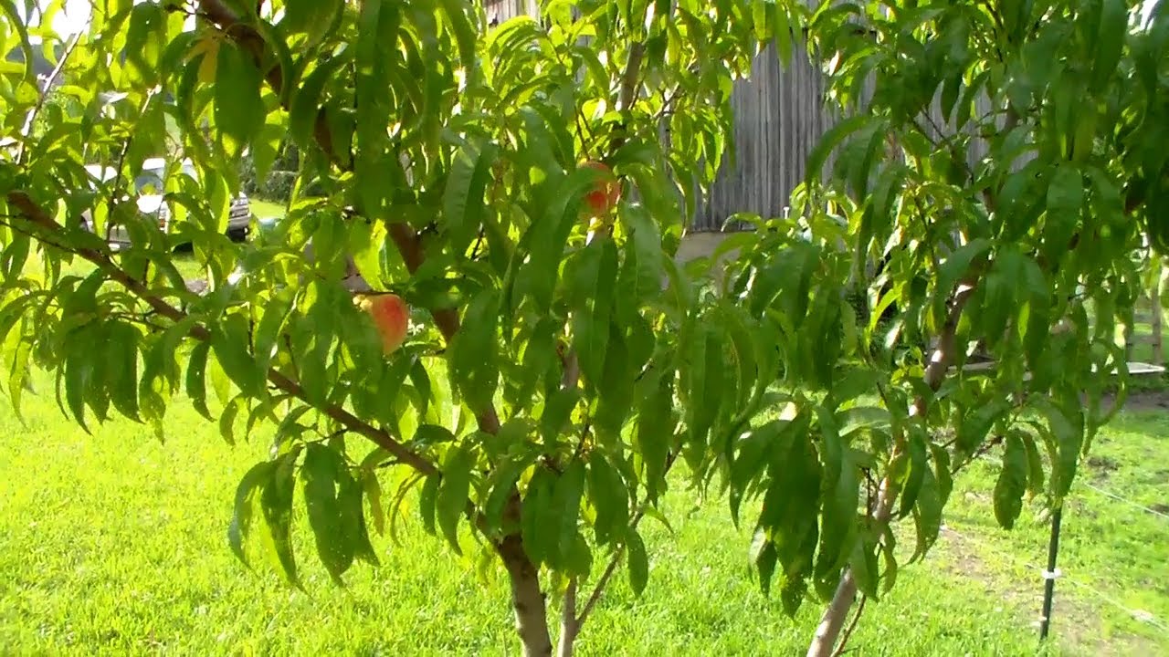 Intrepid Peach Tree - YouTube