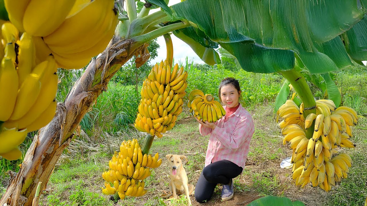Harvest Ripe Bananas To Sell At The Market, Cook, Garden, Daily Life In ...