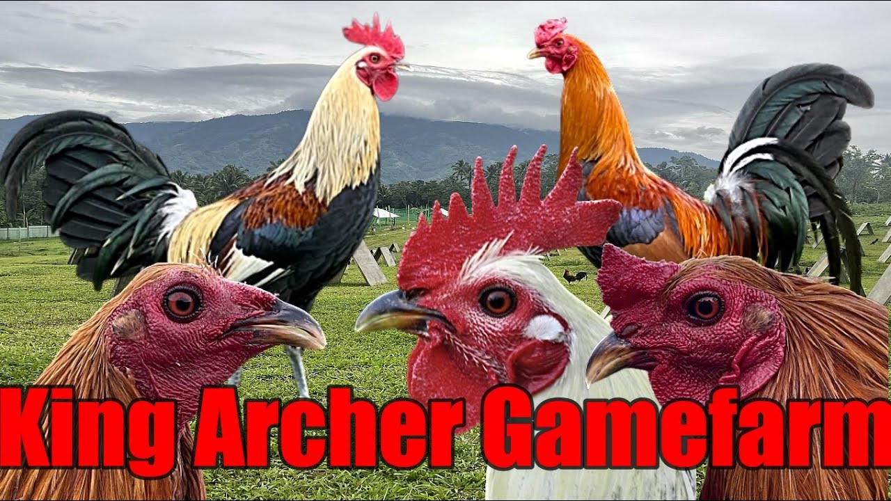 Lets Visit The Farm Of King Archer Gamefarm - YouTube