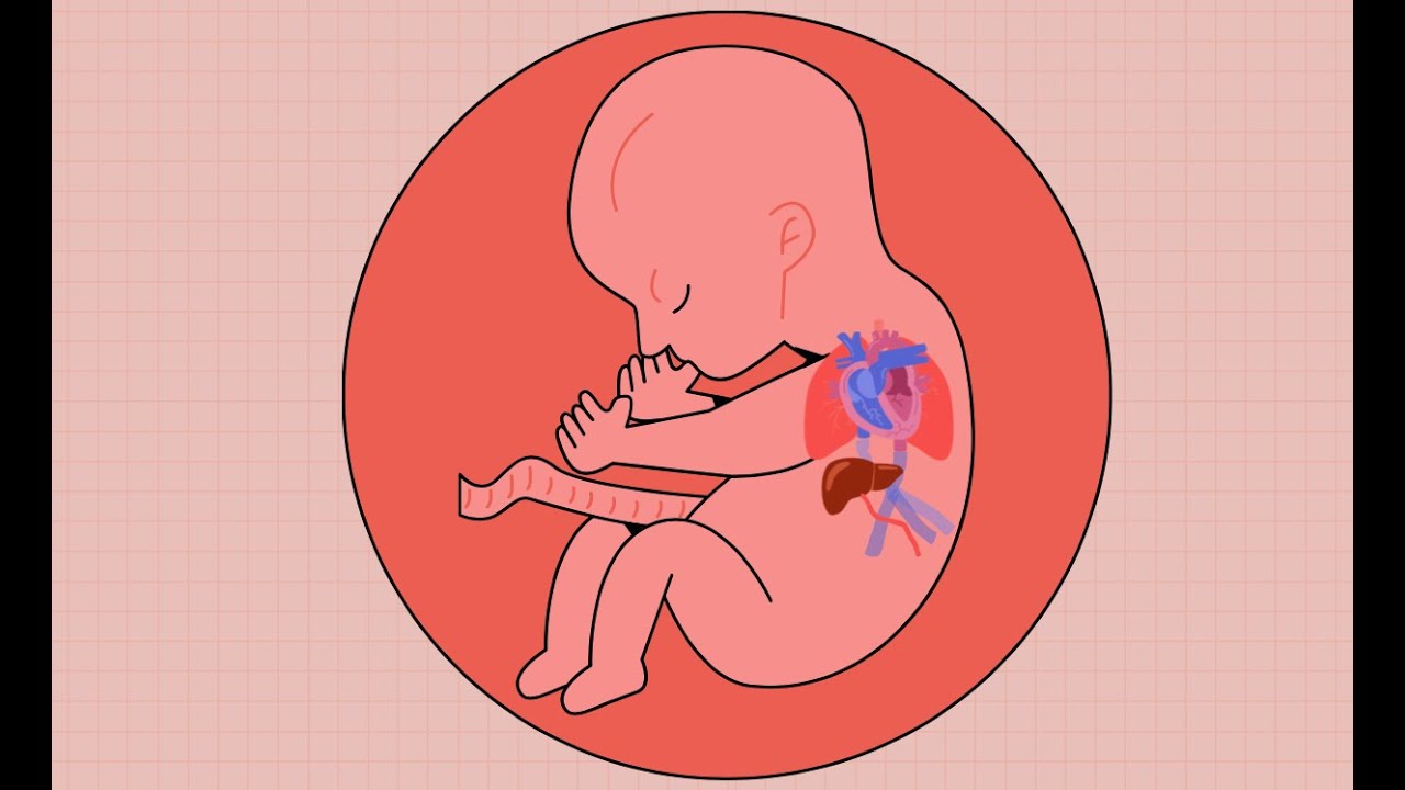 Fetal Circulatory System and Role of Shunts - YouTube