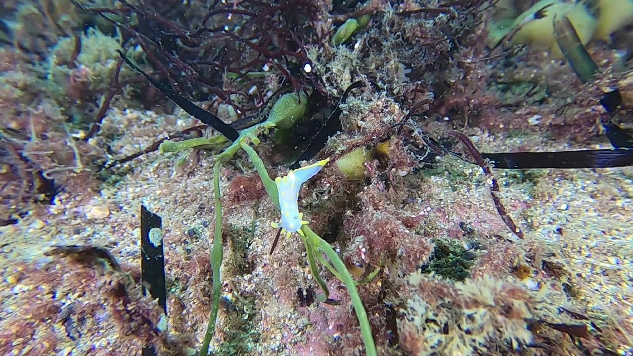 Nudibranchs and lumpfish baby, diving in Smögen, Sweden, February 2023 - YouTube