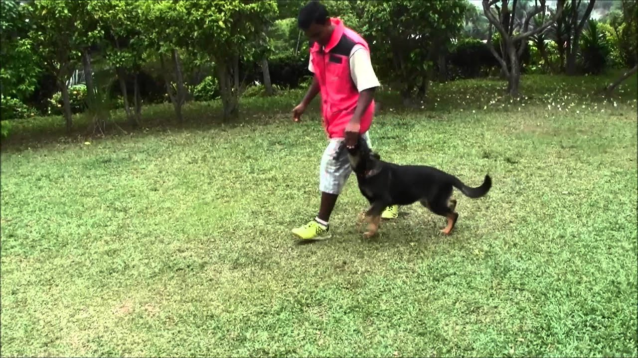 Zunaka K9 Sport - Bessy Zunaka, puppy heeling - YouTube