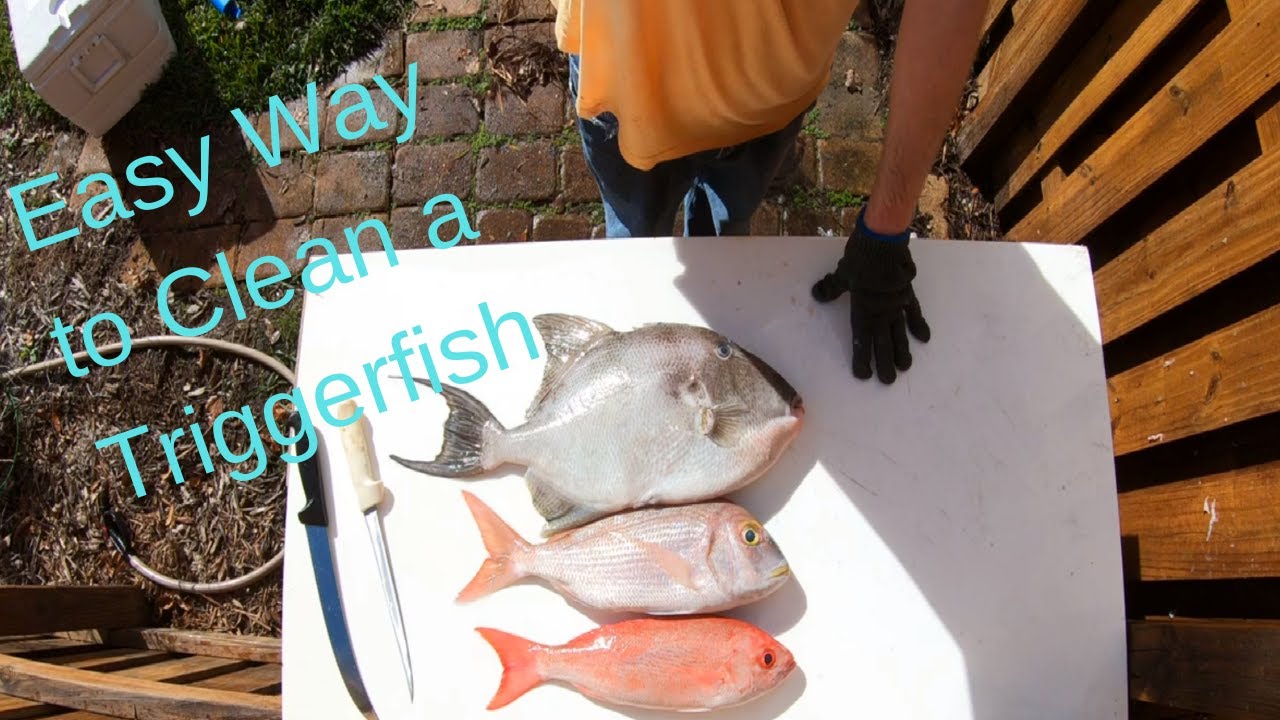 How to clean a Triggerfish & Porgy, Boneless & Skinless Filet - YouTube
