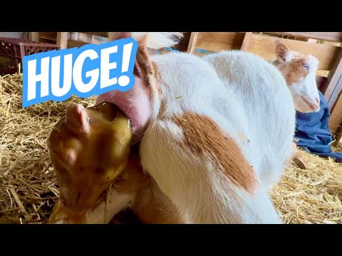 You Can’t Help Them All… | Two Goat Births in One Day