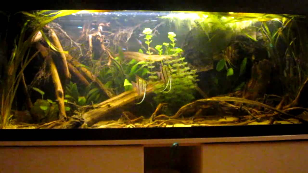 Rio 400 South-America biotope 2 - YouTube