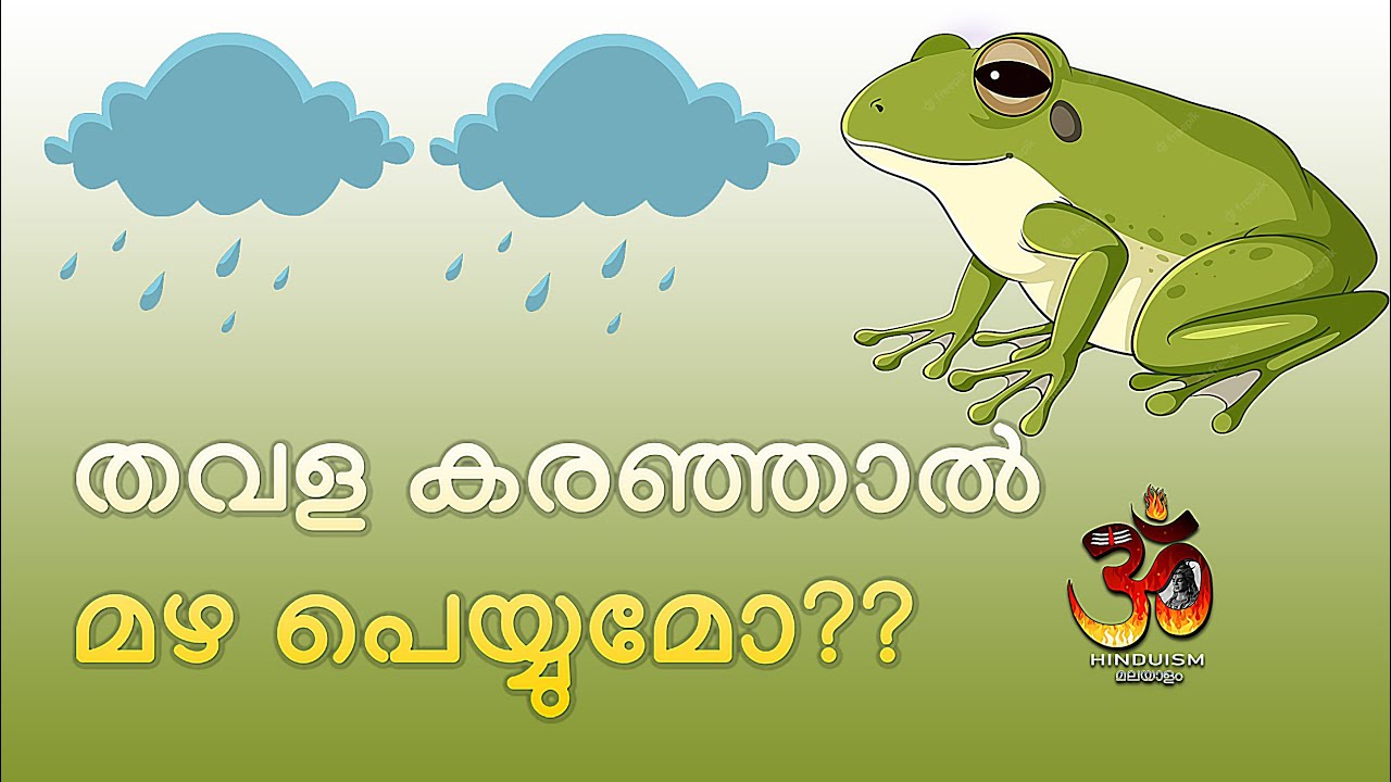 തവള കരഞ്ഞാൽ മഴ പെയ്യുമോ ??? |Does it rain when a frog cries? - YouTube