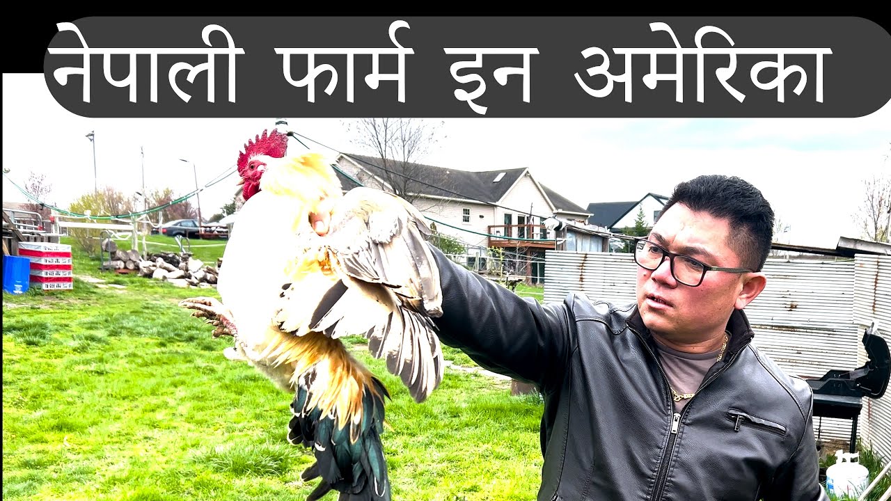 Buying local chicken from Nepali farm in America | Nepali Farm | Nepali ...
