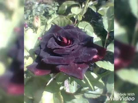 Behişt nişanələri