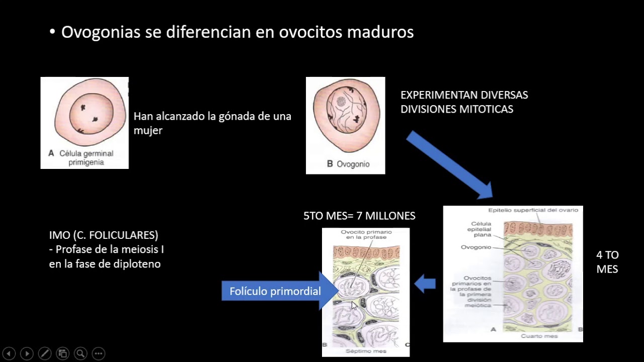 OVOGENESIS - YouTube