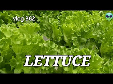 Tiliwan nat an LETSUGAS nga SALAD | FRESH GREENS | vlog 362 - YouTube