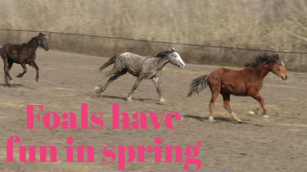 Foals have fun in spring - YouTube