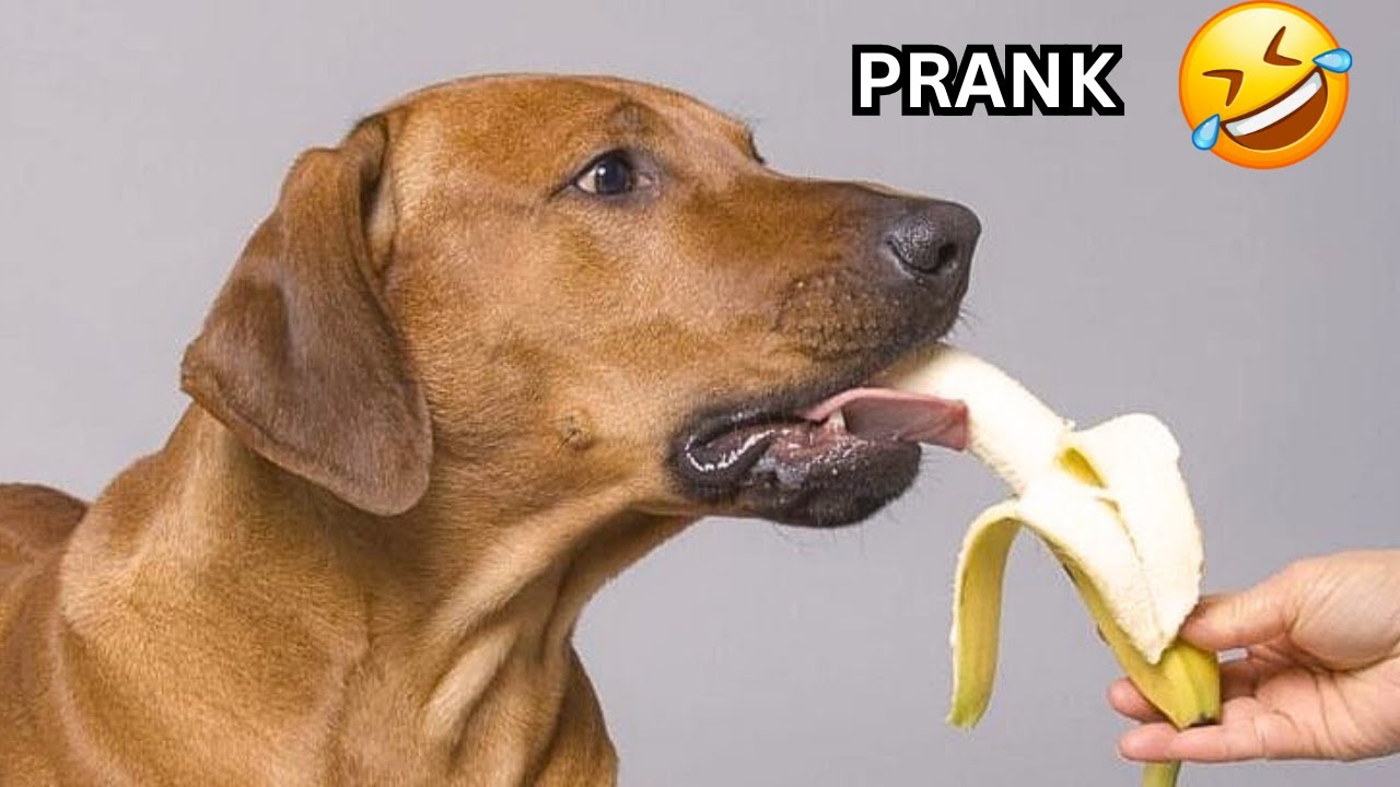 Side-Splitting Dog Pranks You Can't Miss! - YouTube