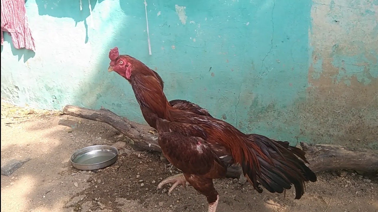 Live Fight seval collection | Namma vivasayi | நம்ம விவசாயம் | விவசாயம் ...