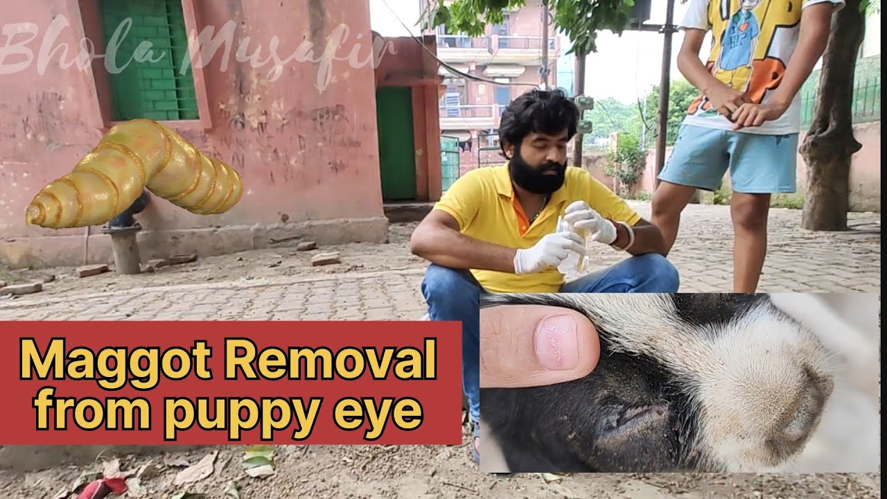 Maggot Removed from Puppy Eyes🥺#maggotremoval #puppy #rescue # ...