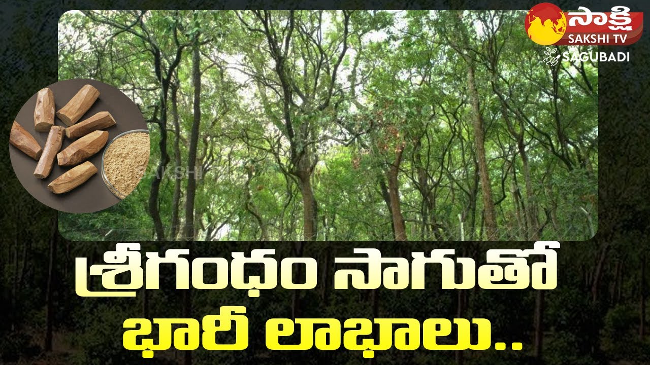 Sri Gandham Farming | Guava Fruit Cultivation | @SakshiTVSagubadi - YouTube