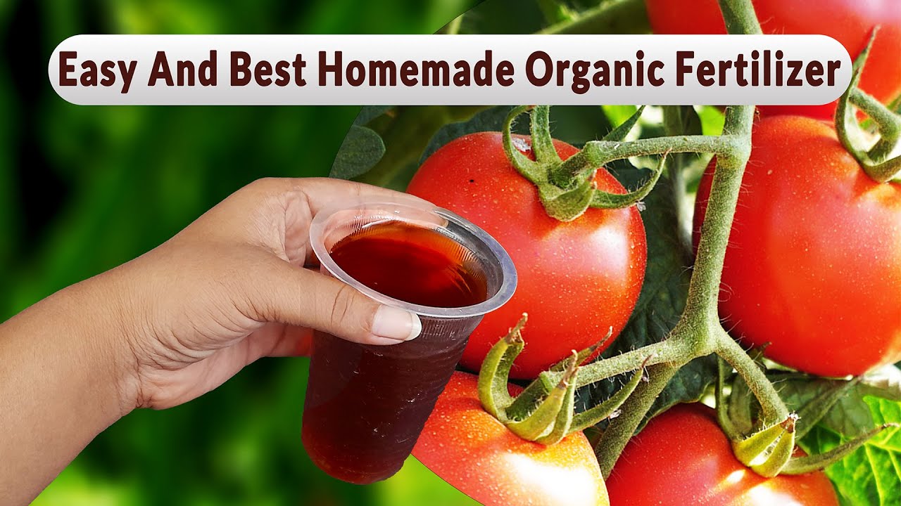 Easy and best homemade organic fertilizer | Natural fertilizer for any ...