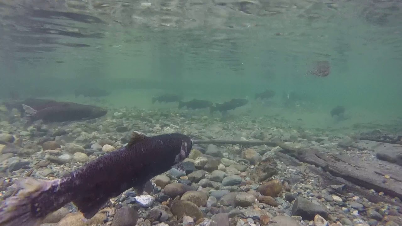 Clark Creek Coho Spawning - YouTube