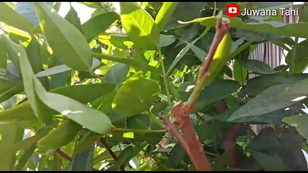 Cara Sambung Pucuk Jambu Air Dalhari//MUDAH - YouTube
