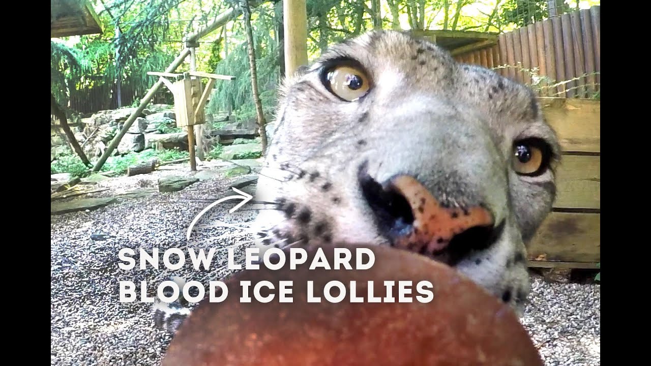 Snow Leopard BLOOD Ice Lolly! | World of Animals - YouTube