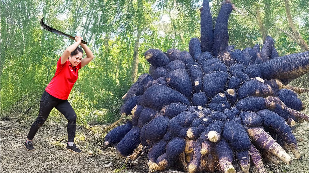How to Harvesting Snake Yam Tuber & Go to Market Sell | Survived an ...