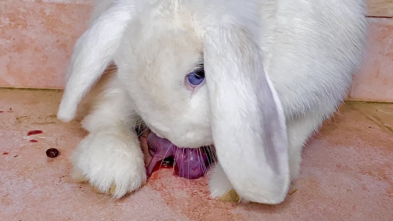 From Pregnancy to Parenthood: How My Rabbits Give Birth to 7 Adorable ...