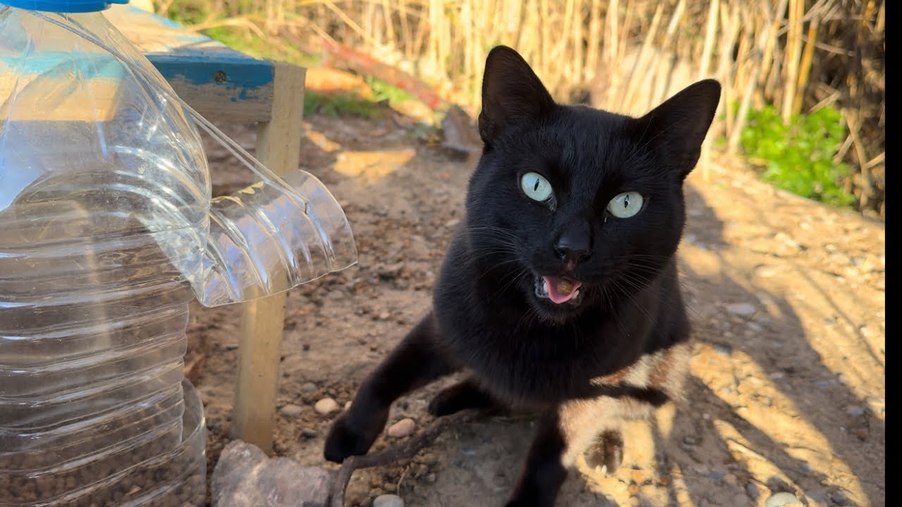 🐱 A Day in the Life of a Stray Cat in Spain 🇪🇸: What Does He Eat? Where ...