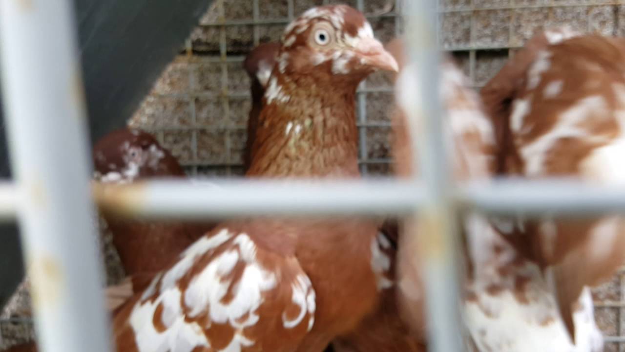 Tony's Tippler pigeons....... - YouTube