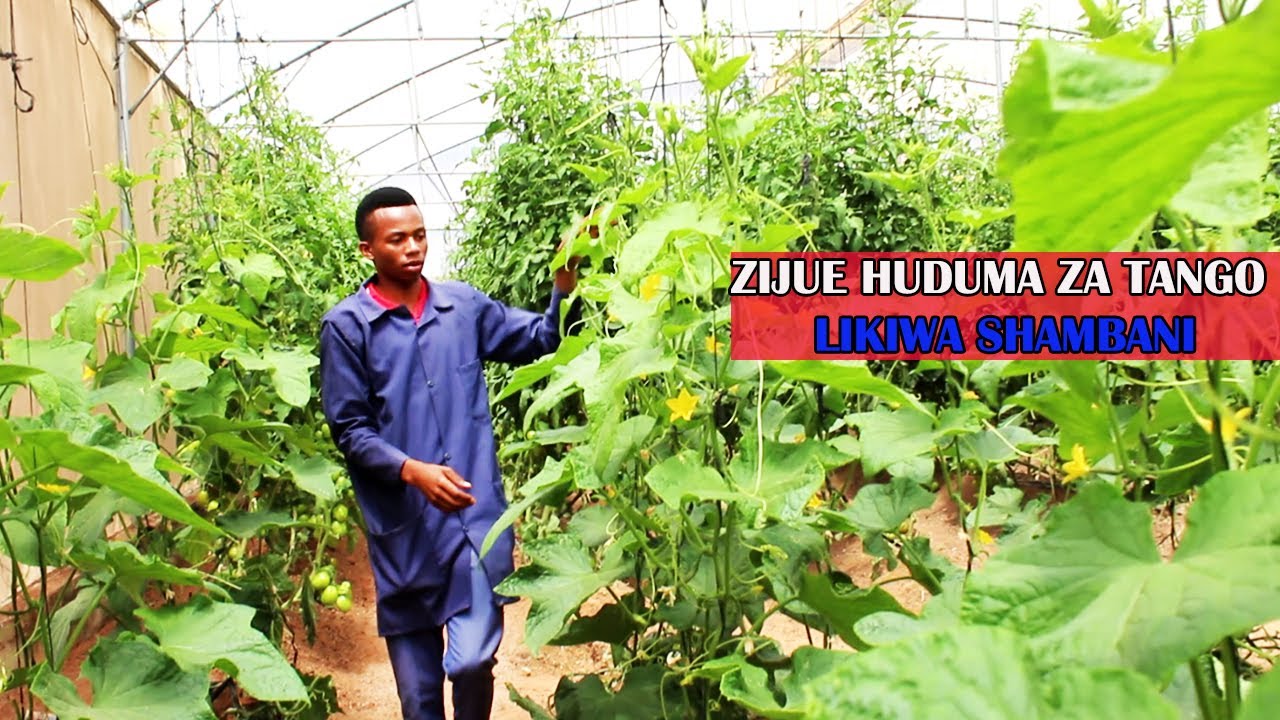 KILIMO CHA TANGO.|Hudumia tango kama ifuatavyo| TUMIA MBEGU YA MYDAS RZ ...