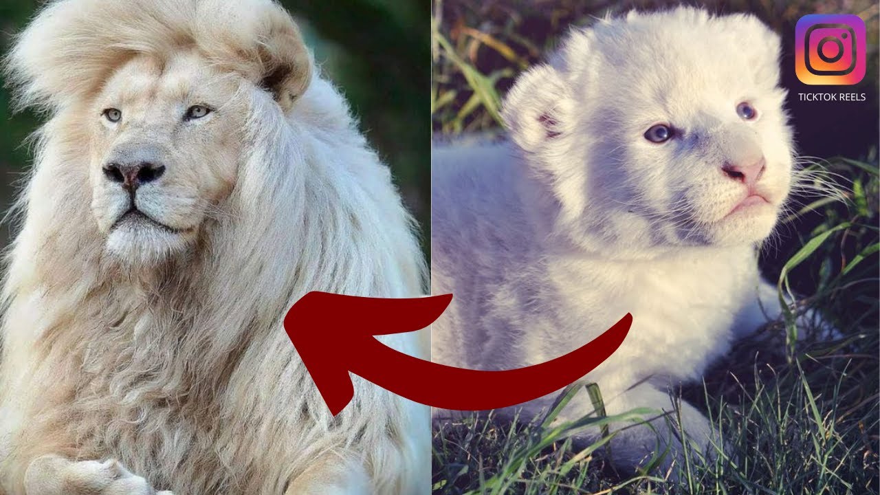 I'm a Big Kid Now - Animals Grow Up From Baby Animals To Adult Animals ...