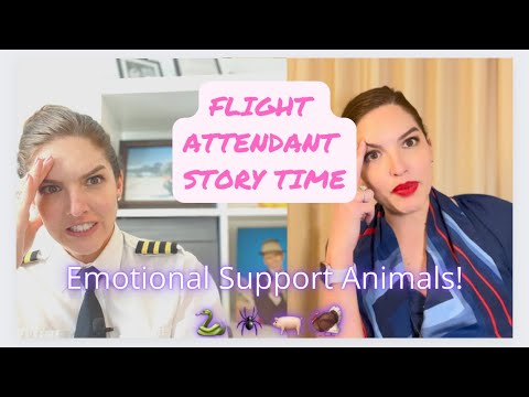 Emotional Support Turkey!! 🦃 - YouTube