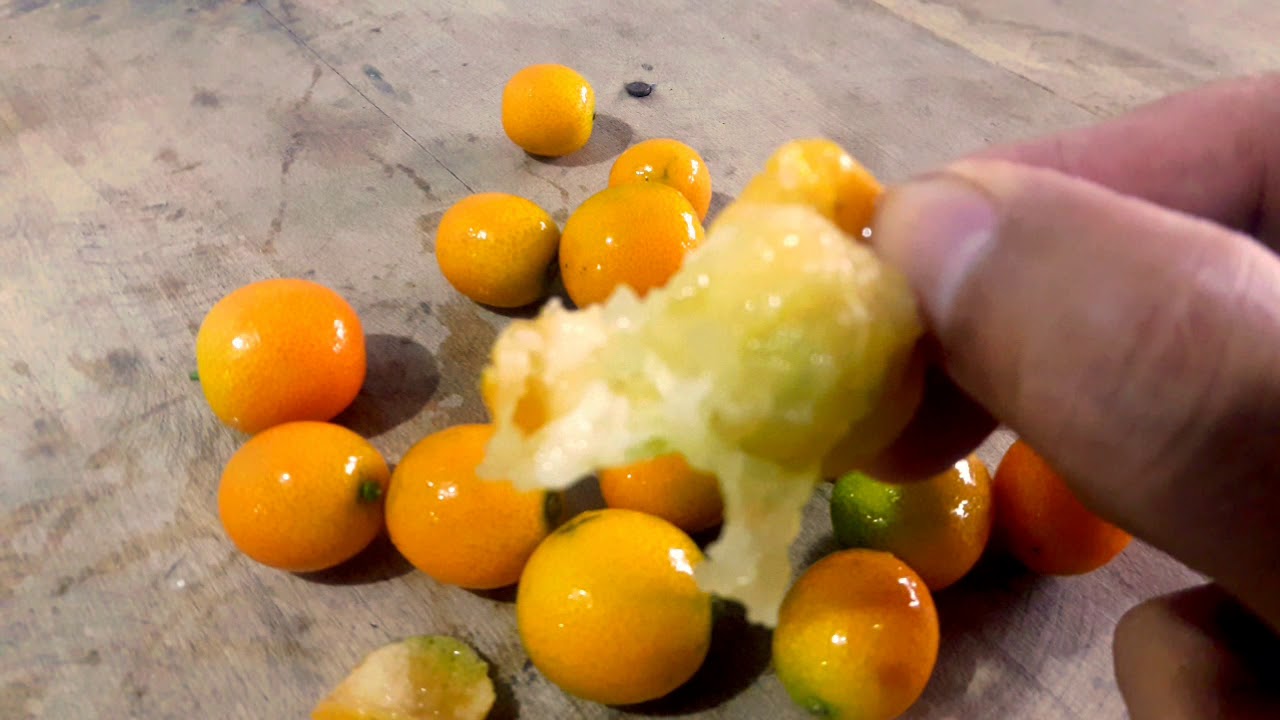 Naranjita China Nranja enana - YouTube