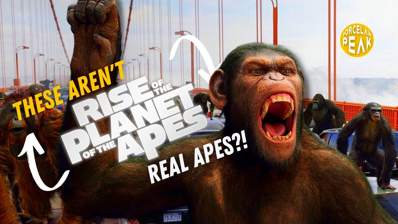 APE Escape! | Rise of the Planet of the Apes | PLANET OF THE APRIL ...